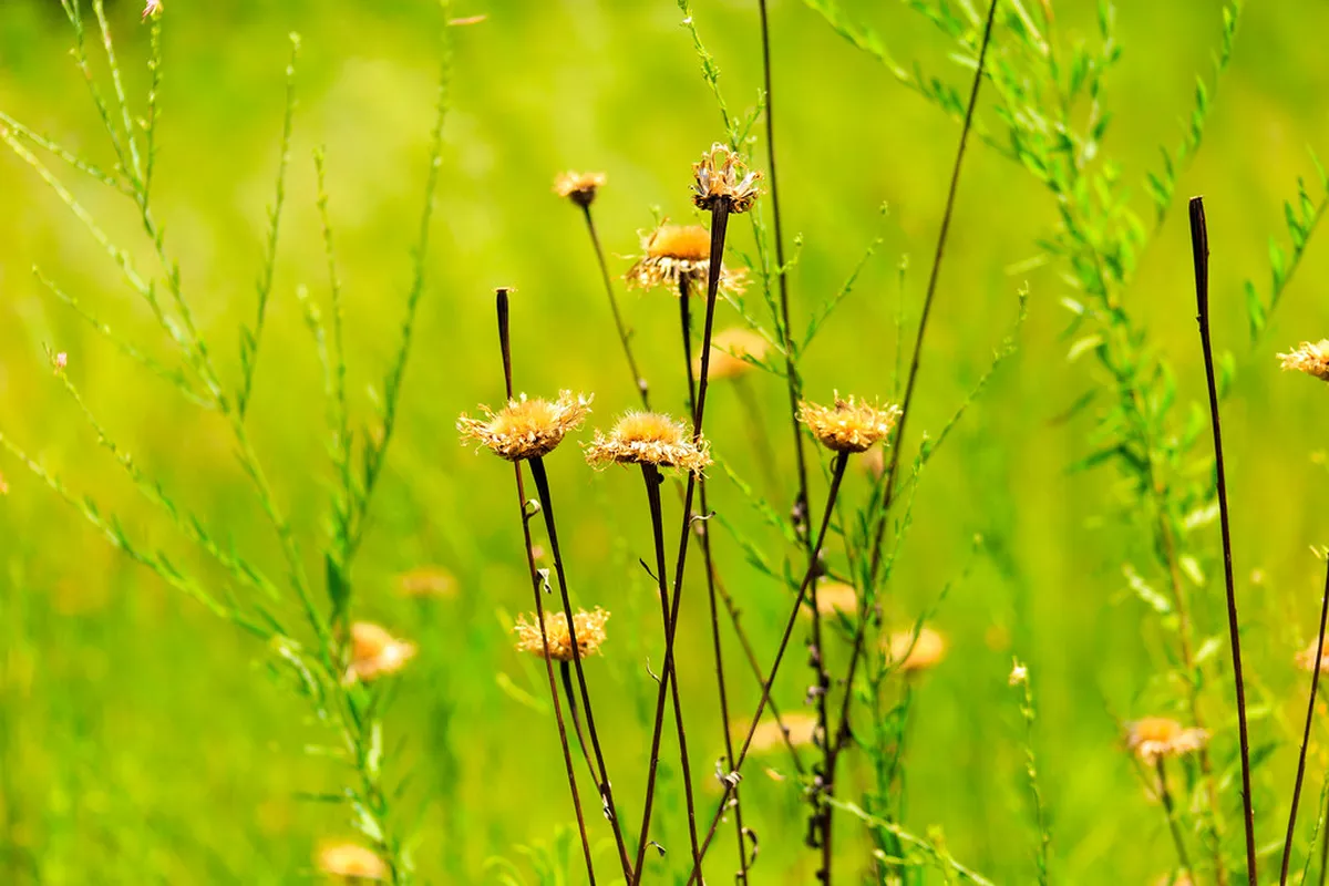 15 Houston Hidden Parks You Must Explore