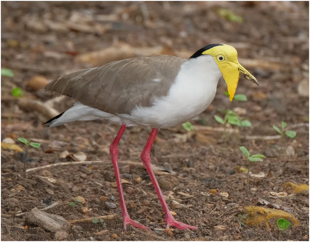 15 Hidden Gems in Darwin You Need to See