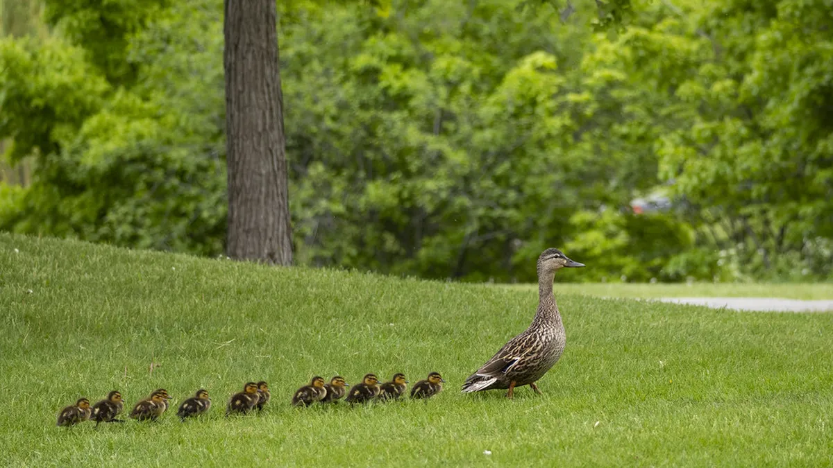15 Hidden Natural Areas in Montréal You Must Explore