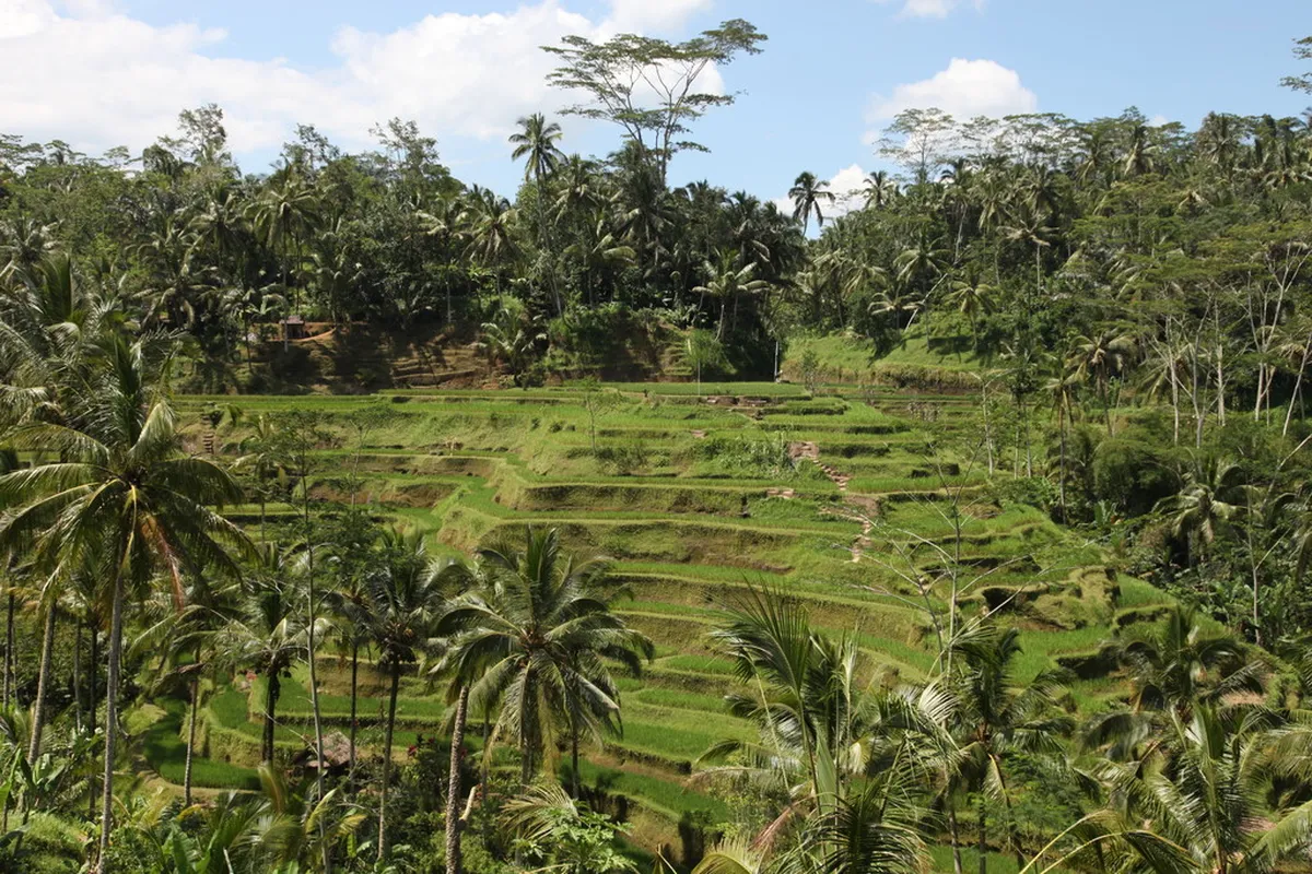 10 Hidden Rice Terraces in Ubud You Must Visit