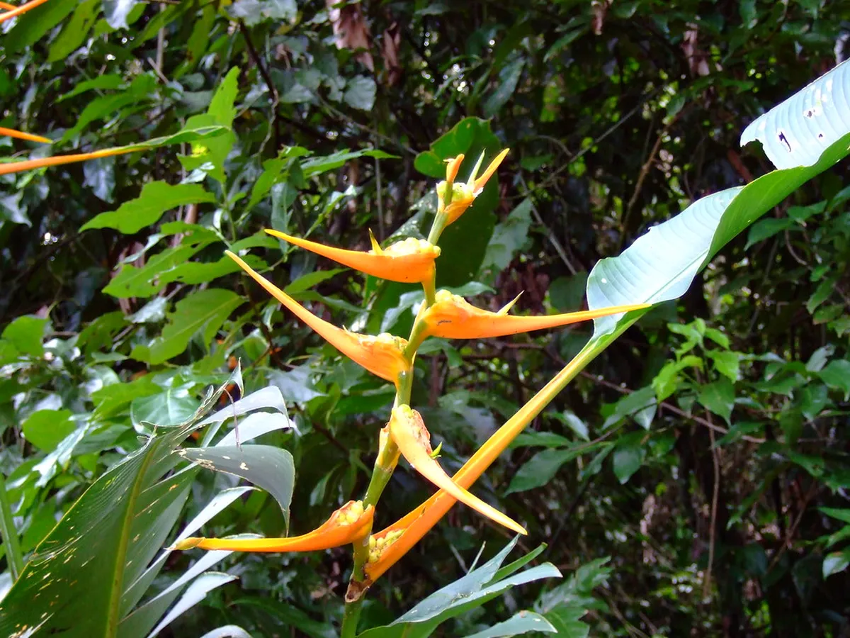 Explore Negril's Hidden Waterfalls: A Secret Guide